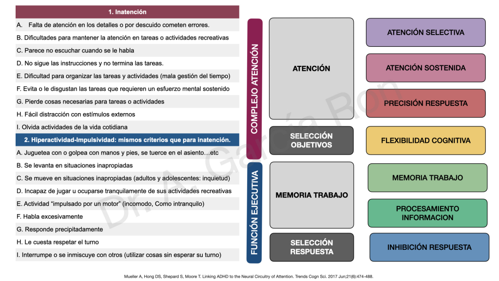 TDAH: actualización diagnóstica y tratamientos – Neuropediatría y TDAH
