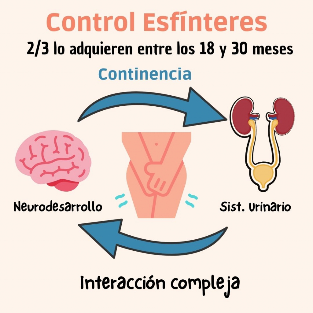Control de esfínteres: cómo, cuándo, donde y por qué. – Neuropediatría ...